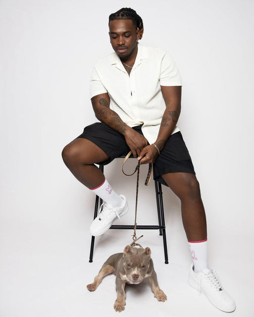 2xImpeccable Frenchie: American Bully & French Bulldog Breeder in New ...