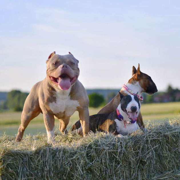American Bully Colors: A Colorful Gateway to Understanding Bully Breeds ...