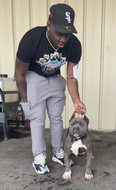 Bossedup Bullykamp: Standard and Pocket American Bully Breeder in Texas ...