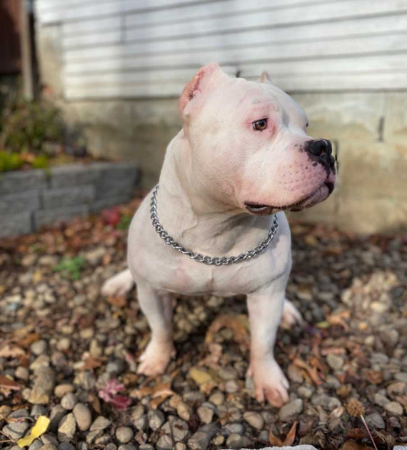 Coal Mountain Bullies | Pocket and XL Bully Breeder in West Virginia ...