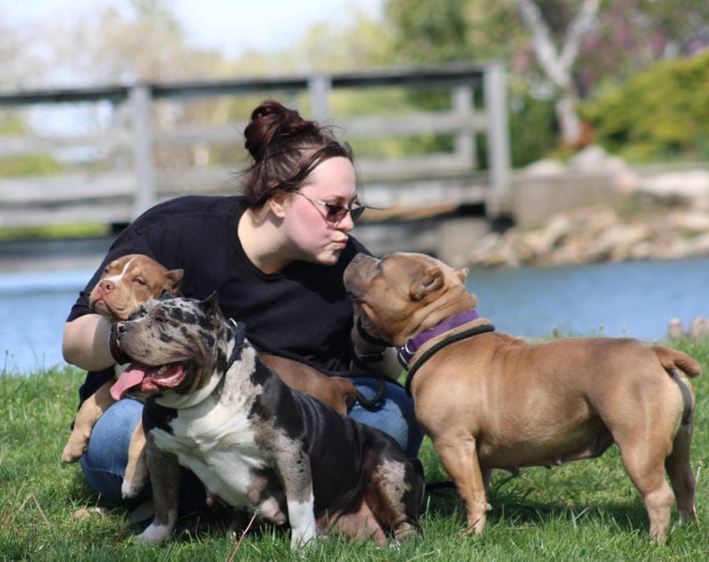 Inside Look: How an American Bully Kennel in Kansas is Redefining the ...