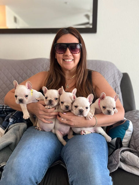 Roman Frenchies: French Bulldog Breeder in California | BGM Warehouse
