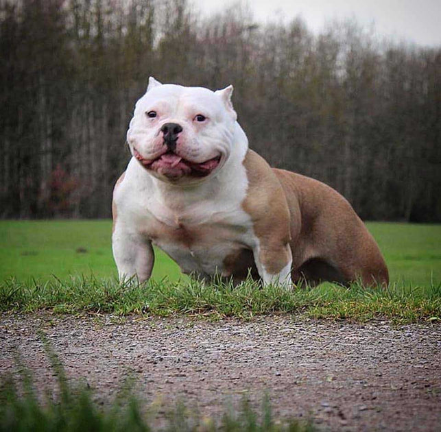 Southside Muscle Australia: American Bully Breeder | BGM Warehouse
