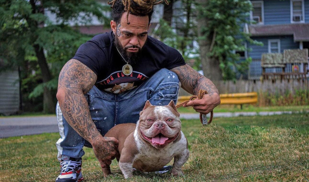 Traffic Jam Bullz: Exotic, Micro and Nano Bully Breeder in North Jersey ...