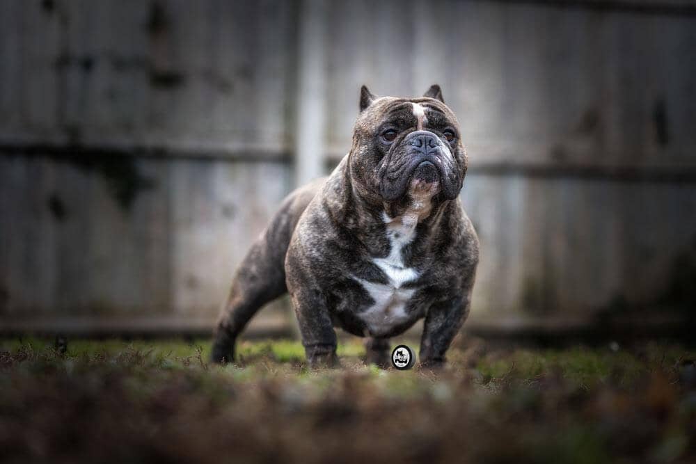Best American Bully Store for Bully Breed Enthusiasts. – BGM Warehouse